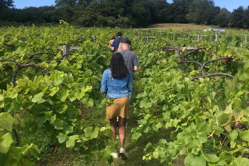Vineyard Tours and Wine Tasting in Somerset