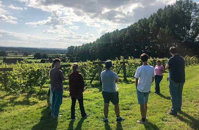 Vineyard Tours and Wine Tasting in Somerset